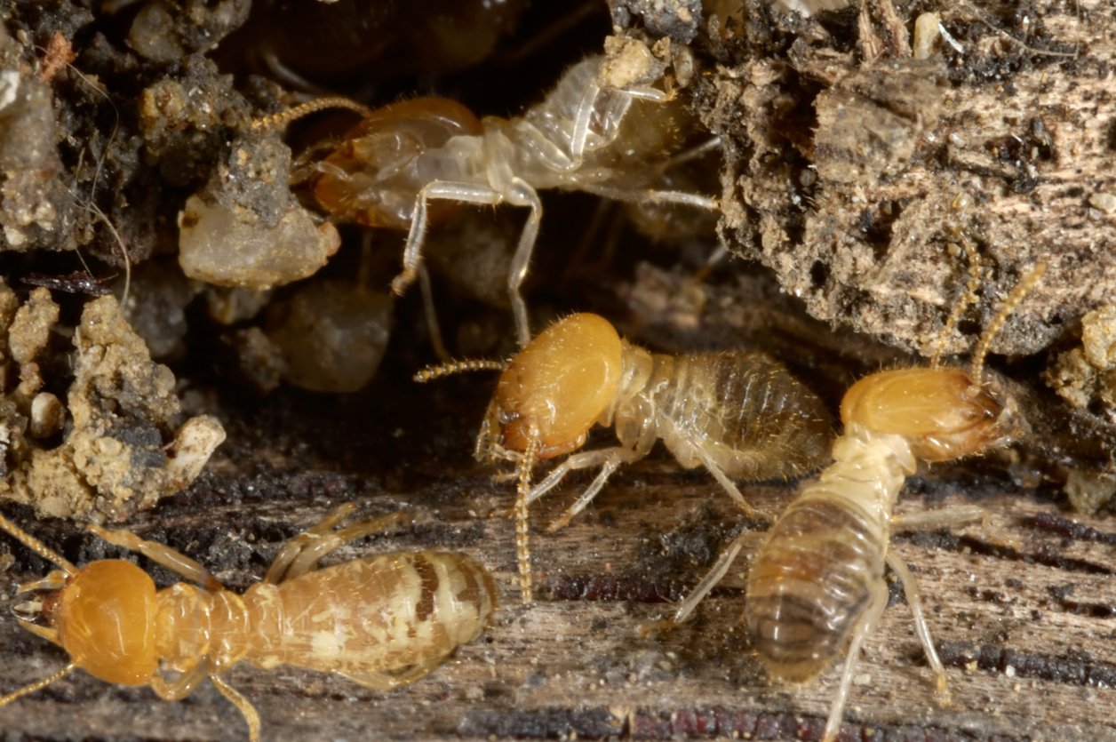 Termite Infestation - Cobalt Pest Control | Chesterfield VA